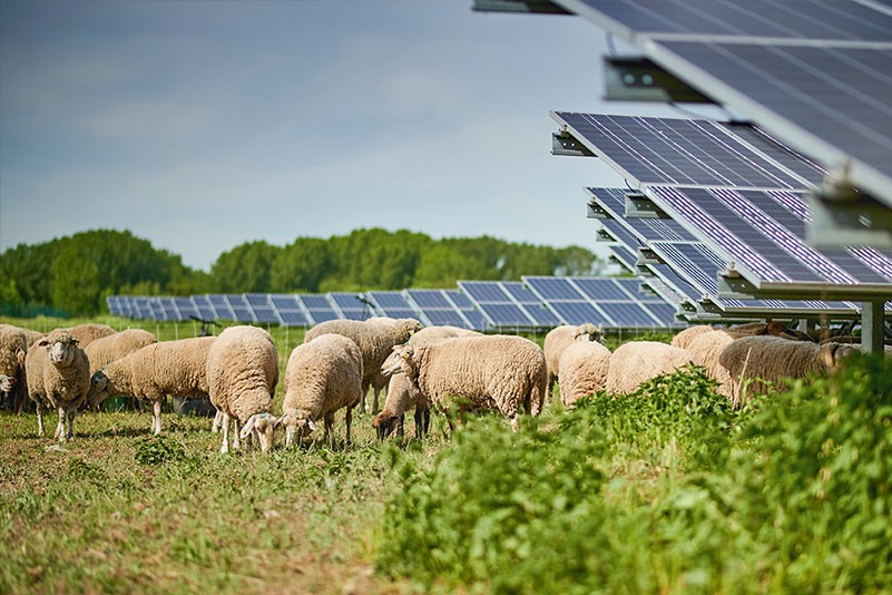 Photovoltaik auf Freiflächen | SWH. Energie-Initiative Halle (Saale)